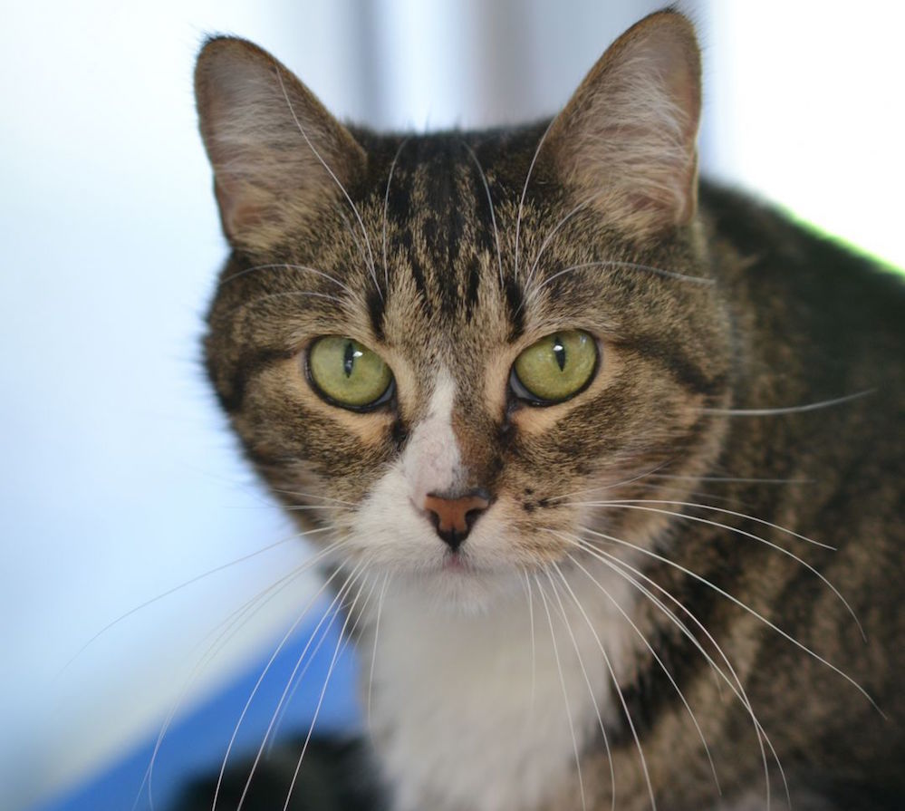 These Denver-based cats are up for adoption and in need of good homes