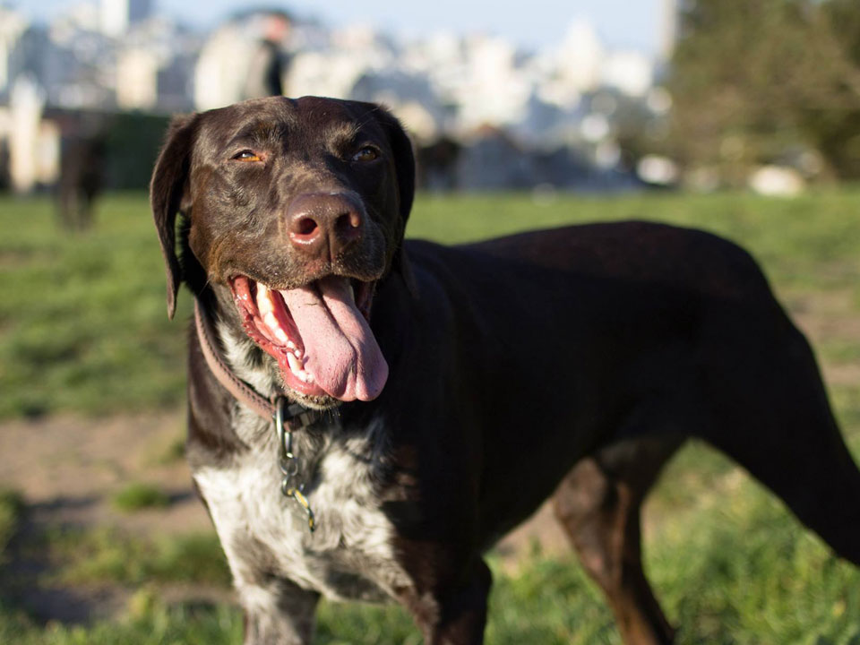 Meet The Dogs Of San Francisco | Hoodline