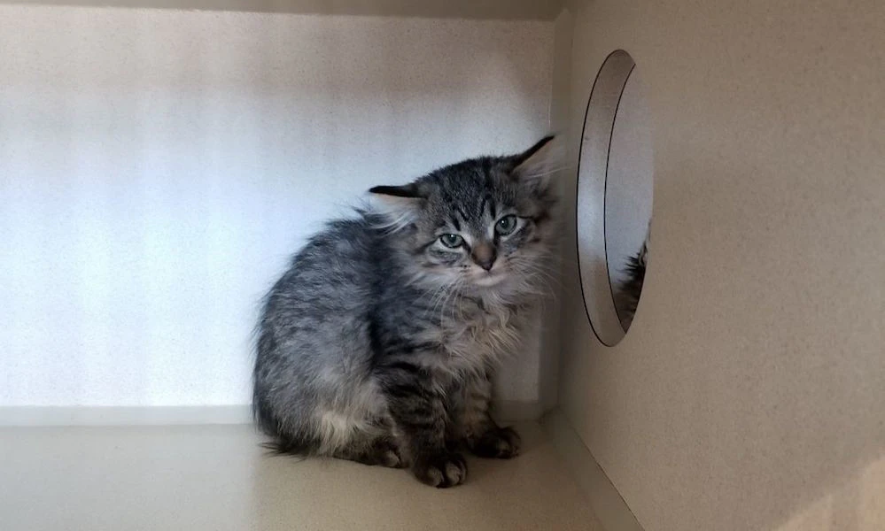 Always wanted a kitten? Here are 5 fluffy felines ready for adoption