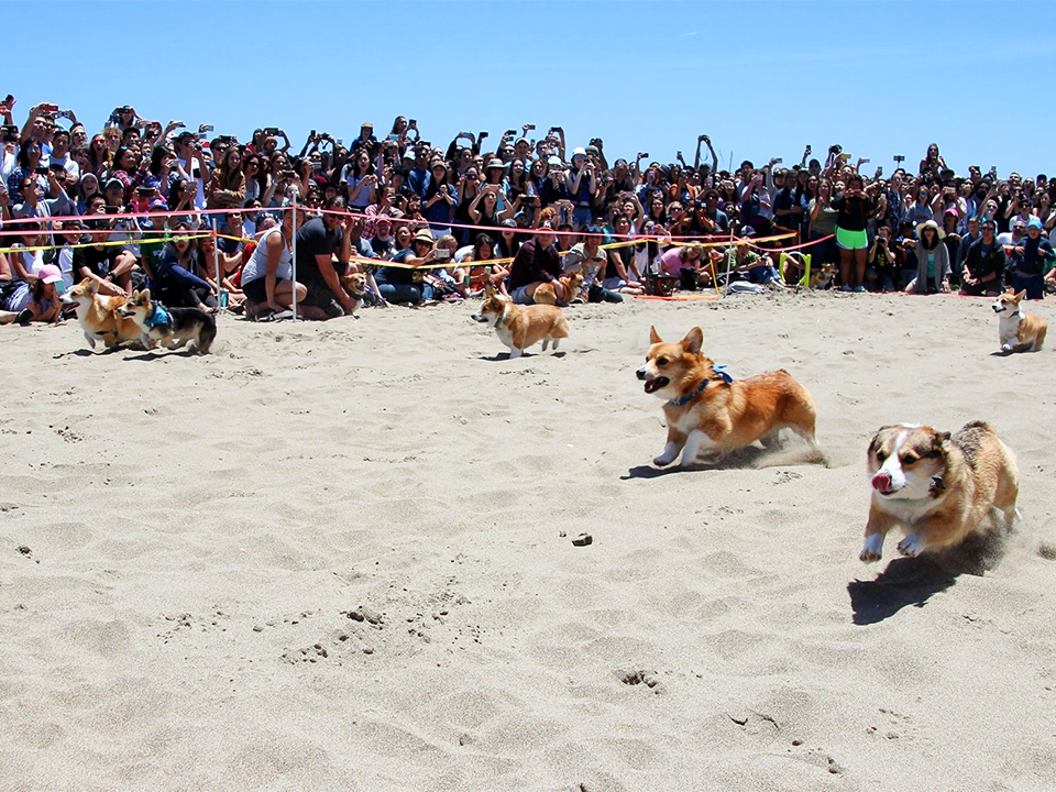 SF weekend: Corgi Con, North Beach Festival, Juneteenth, more | Hoodline